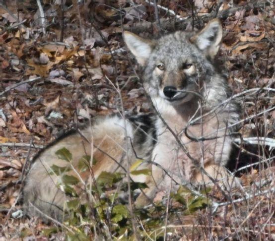 sick coyote behavior