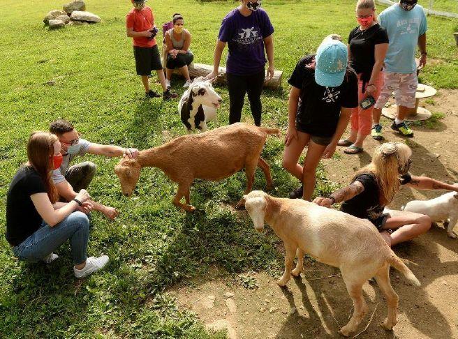 Having a giggle with goats in Salem | The Day