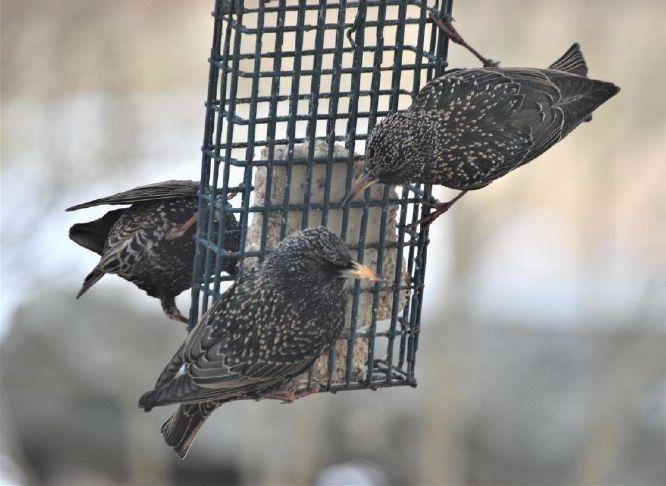 Nature Notes: Starlings an invasive bird species with a brain | The Day