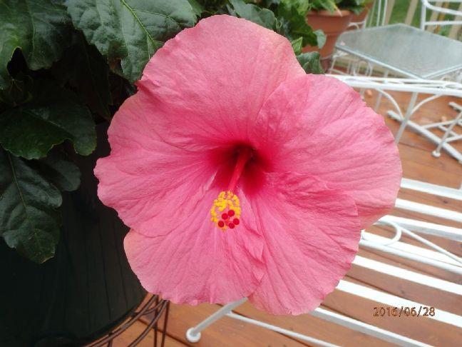 why do hibiscus close up