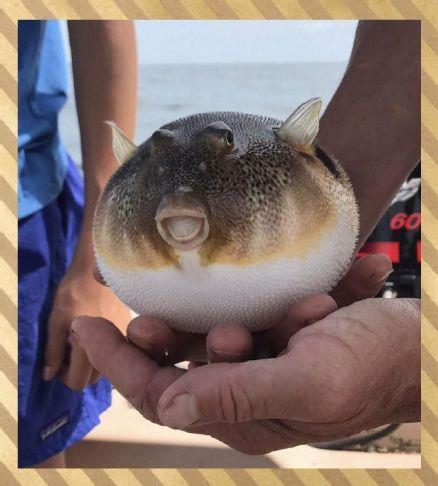 northern puffer range