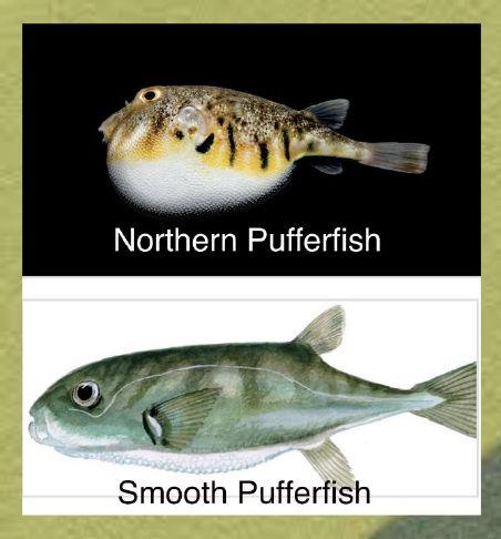 northern puffer range
