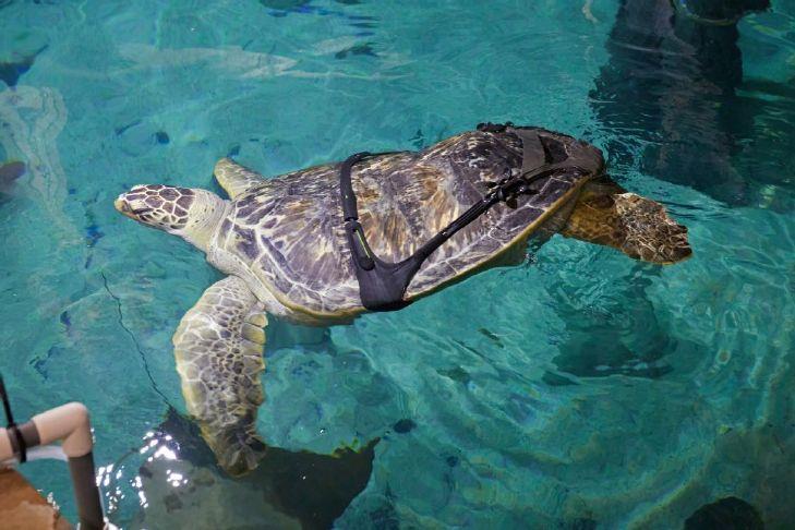 Mystic Aquarium outfits sea turtle with prosthetic to help it swim ...