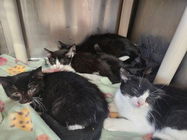 Sixteen sick kittens abandoned in New London | The Day