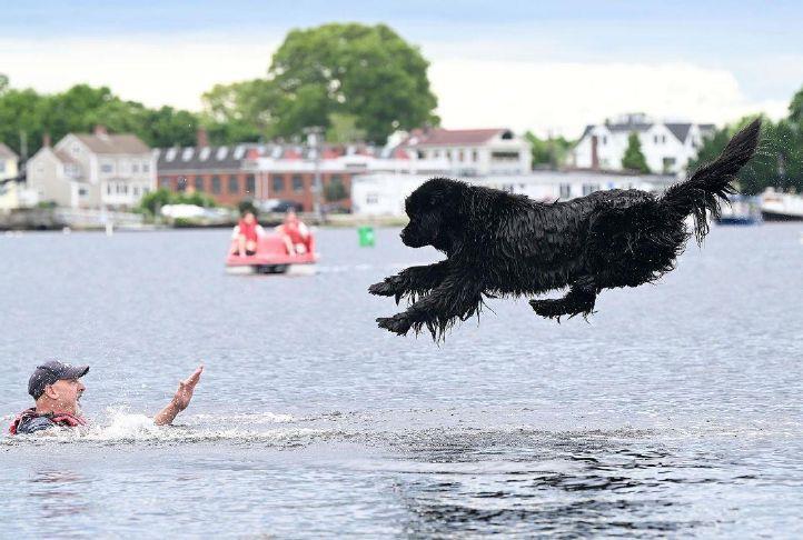 Making a splash: These dogs save lives, will work for fish and a hug ...
