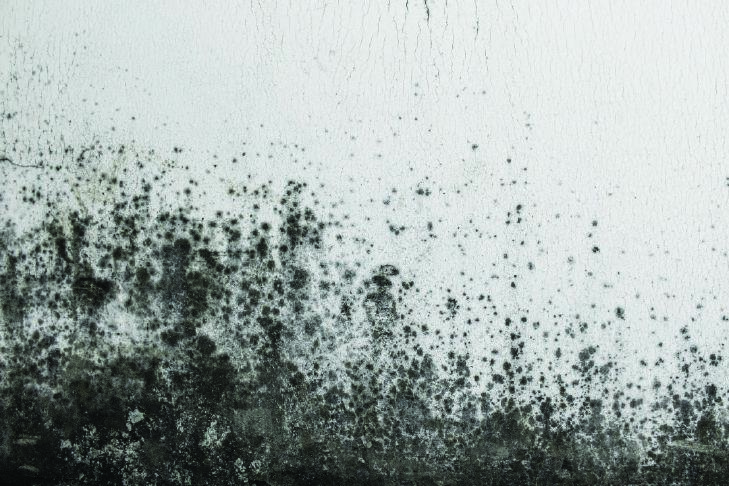 How To Spot A Mold Infestation In Your Home | The Day