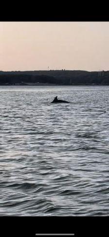Dolphins spotted in Thames River near sub base | The Day