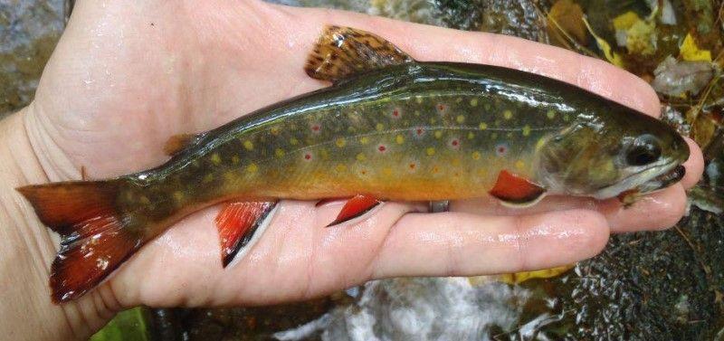 DEEP trying to save native brook trout with new regulations | The Day